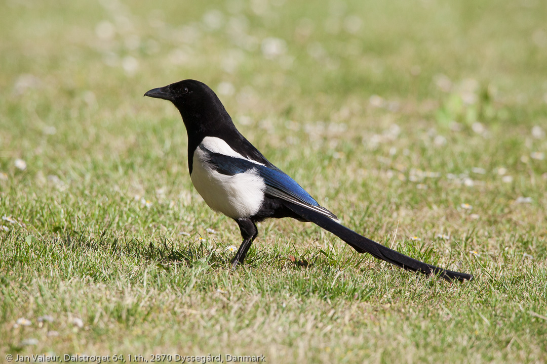 Husskade (Pica pica)