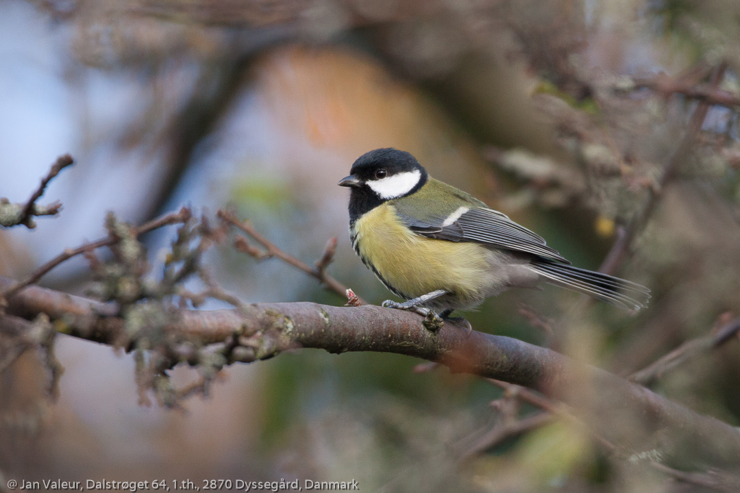 Musvit (Parus major)