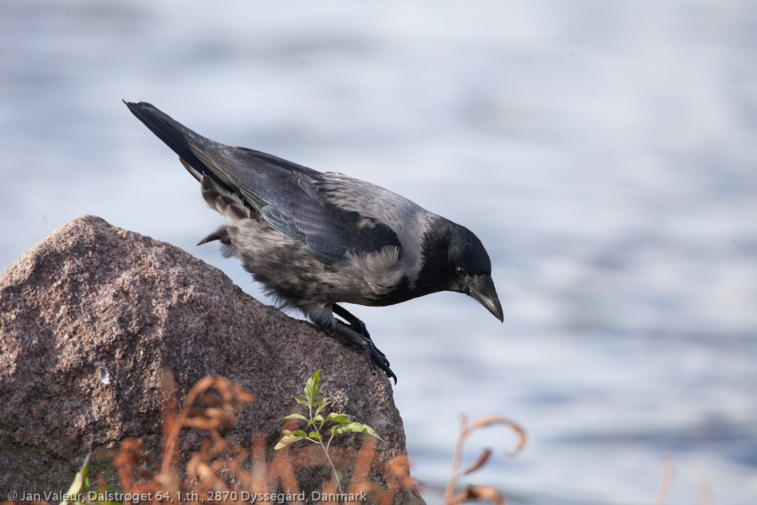 Gråkrage (Corvus cornix)