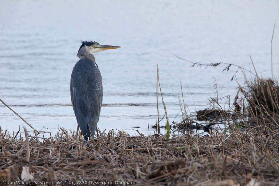 Fiskehejre (Ardea cinerea)
