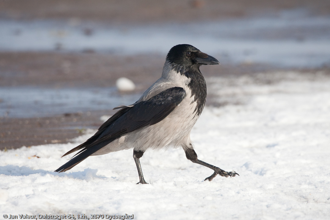 Gråkrage (Corvus cornix)