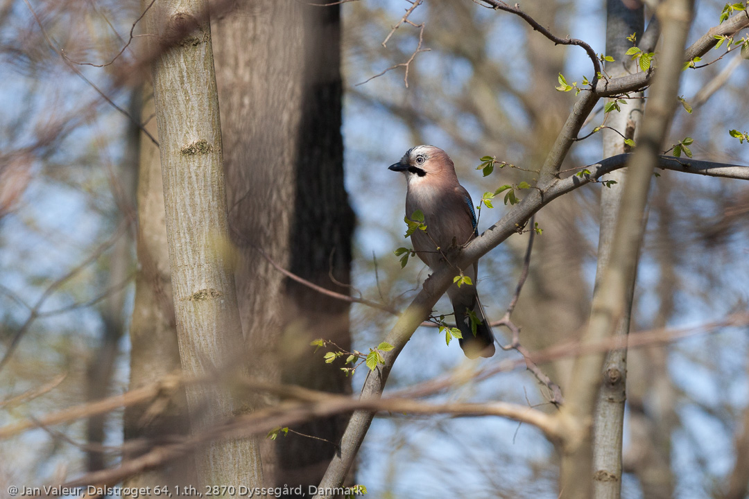 Skovskade (Garrulus glandarius)