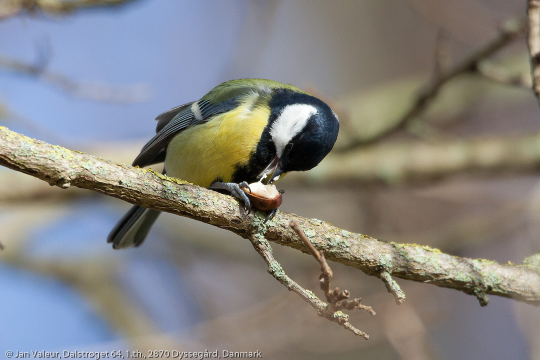 Musvit (Parus major) med nød