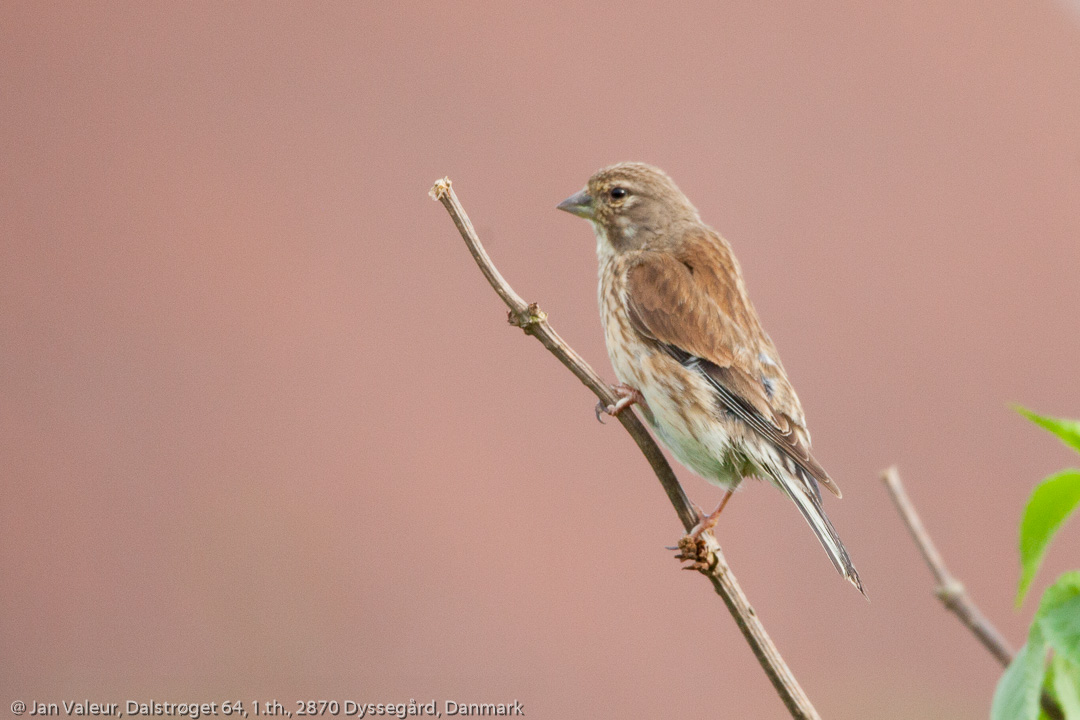 Tornirisk (Carduelis cannabina) , ♀