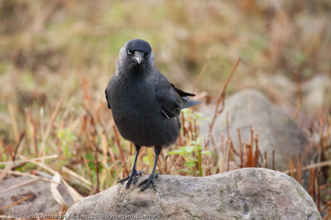 Allike (Corvus monedula)