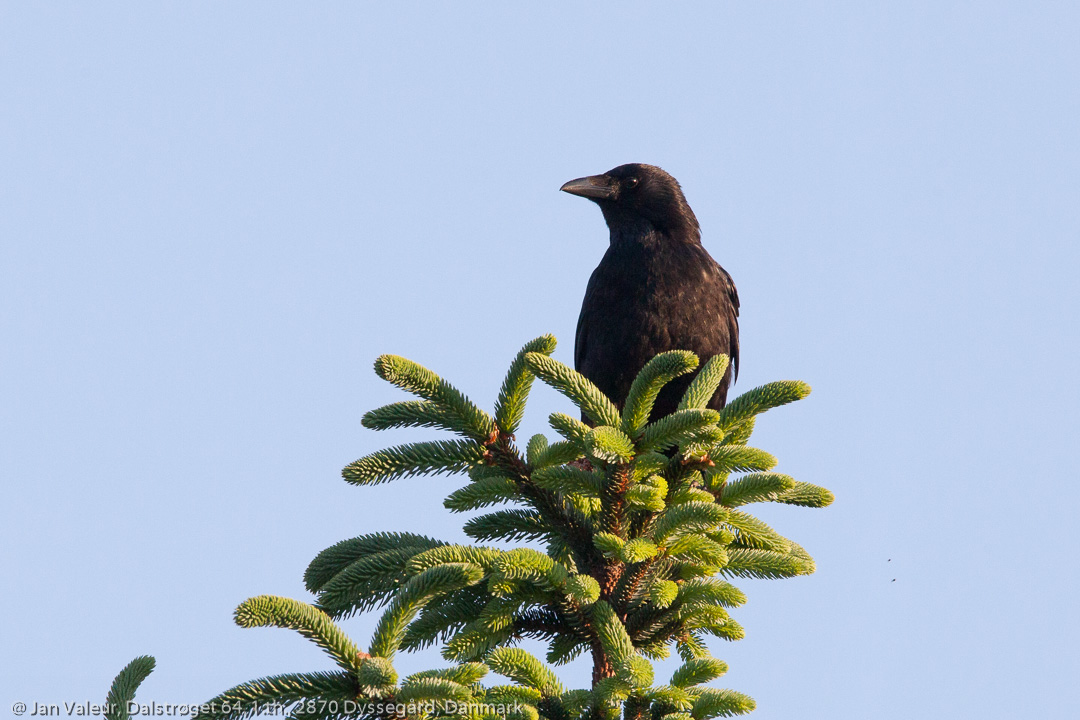 Sortkrage (Corvus corone)