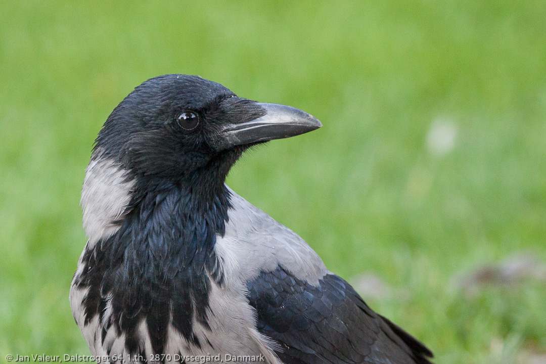 Meget nysgerrig gråkrage (Corvus cornix)