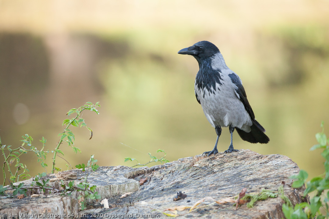 Gråkrage (Corvus cornix)