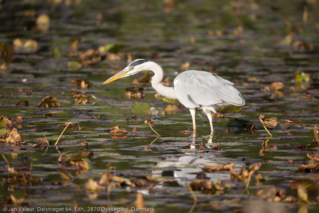 Fiskehejre (Ardea cinerea)