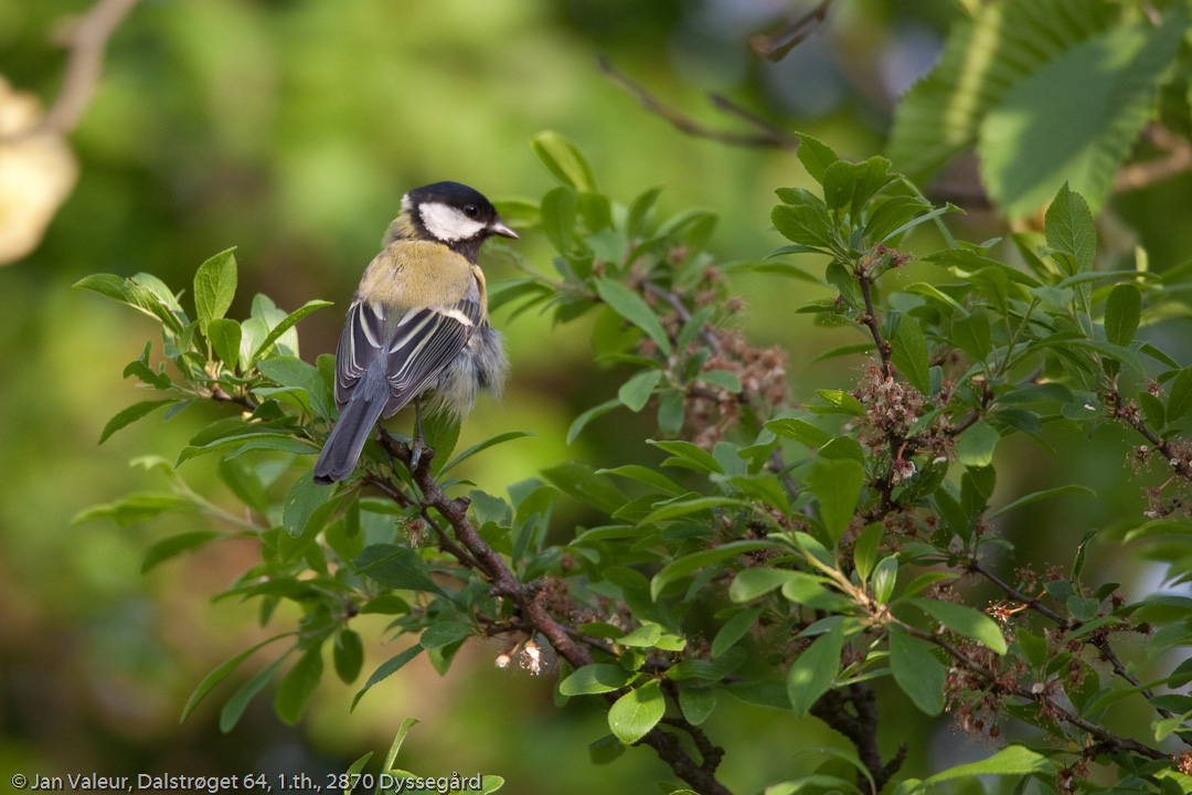 Musvit (Parus major)