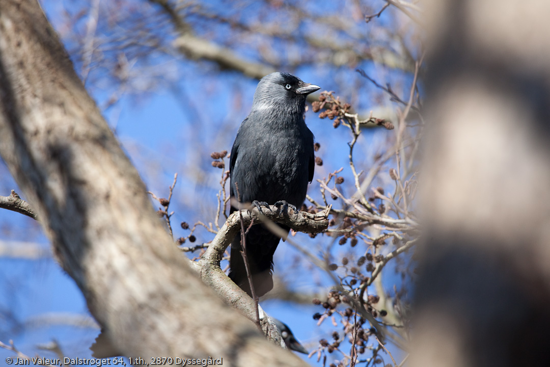 Allike (Corvus monedula)