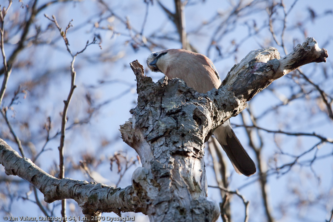 Skovskade (Garrulus glandarius)