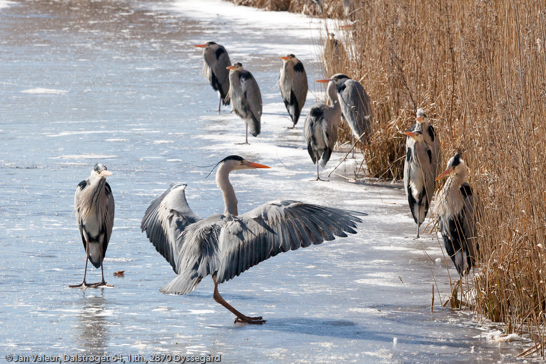 Fiskehejrer (Ardea cinerea)