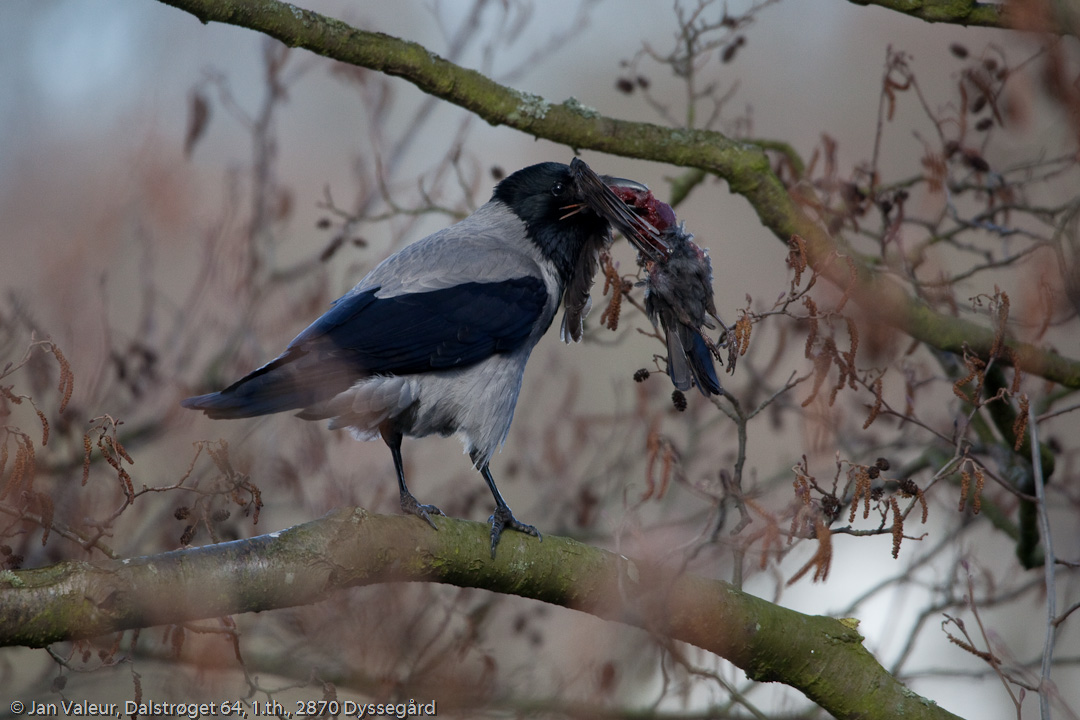 Gråkrage (Corvus cornix) i færd med at spise en fugl