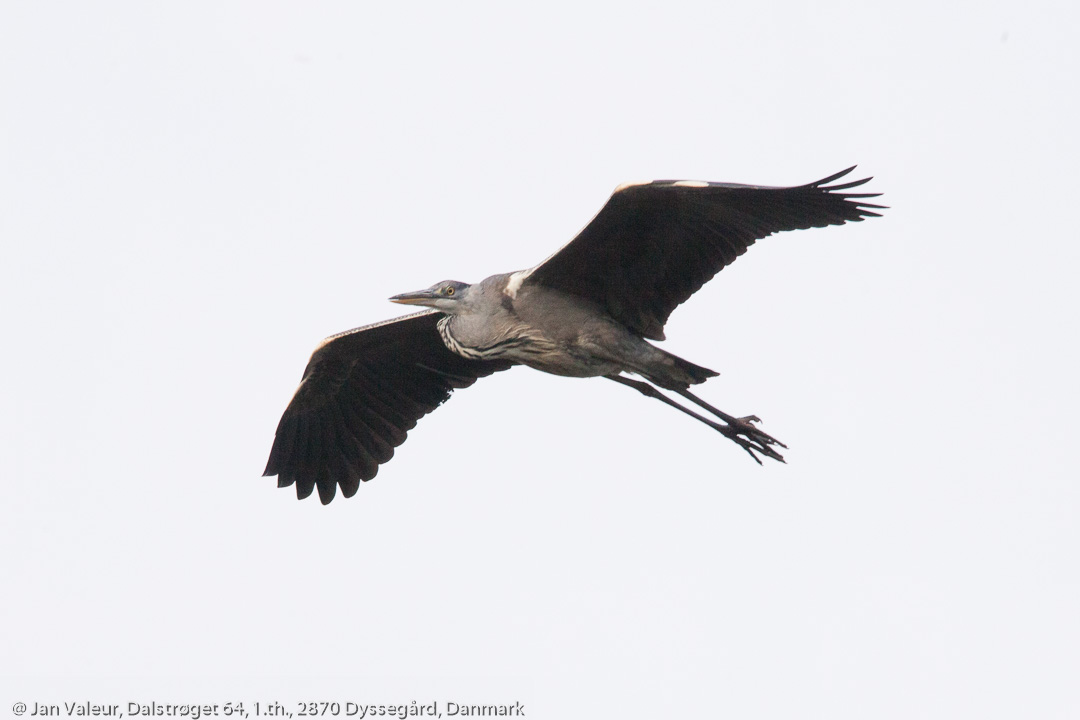Flyvende fiskehejre (Ardea cinerea)