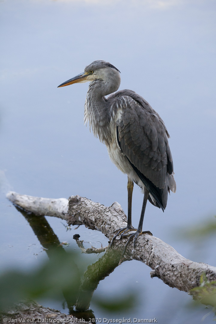 Fiskehejre (Ardea cinerea)