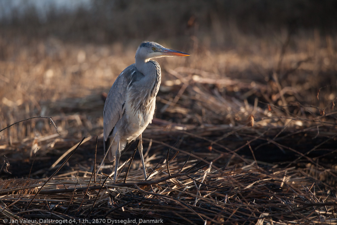 Fiskehejre (Ardea cinerea)