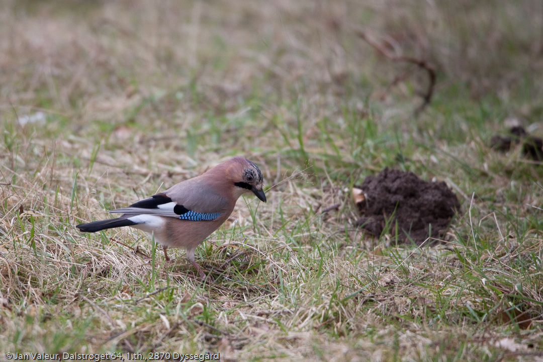 Skovskade (Garrulus glandarius)
