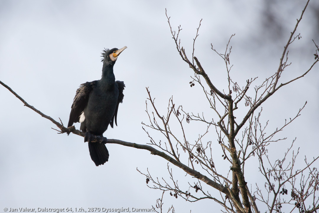 Skarv (Phalacrocorax carbo)