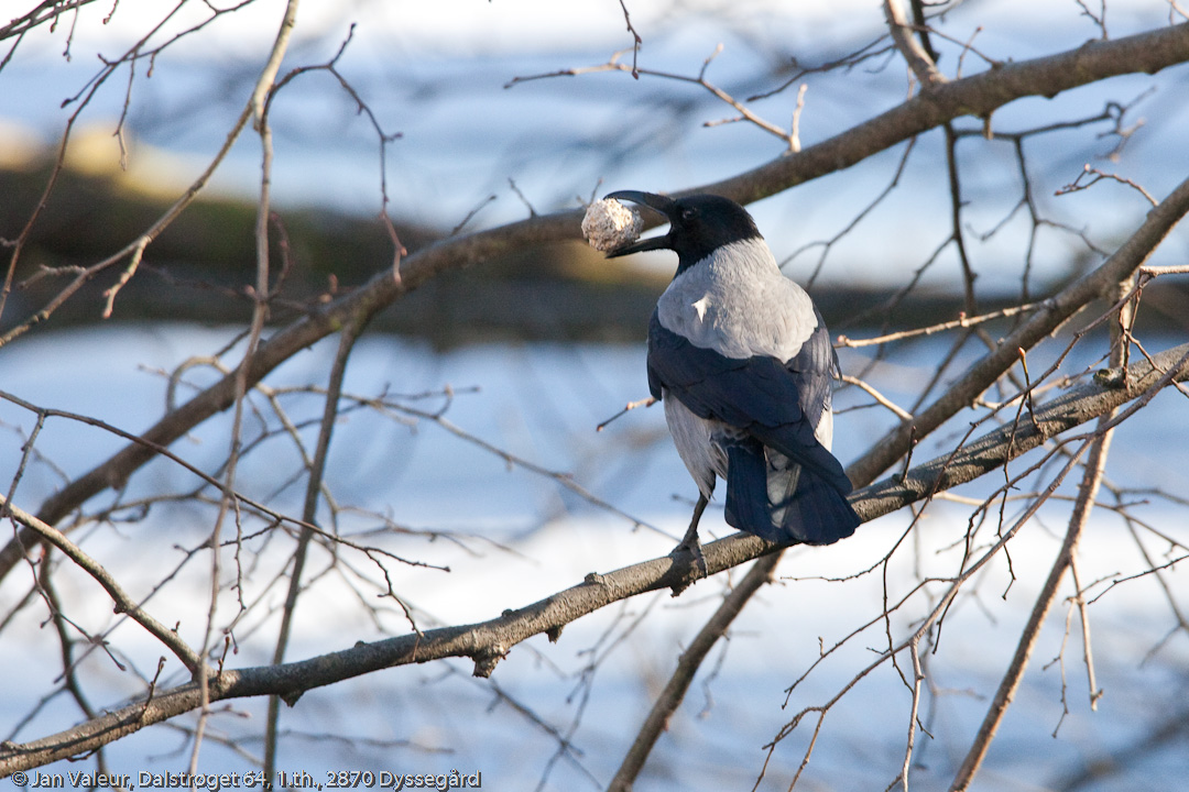 Gråkrage (Corvus cornix)