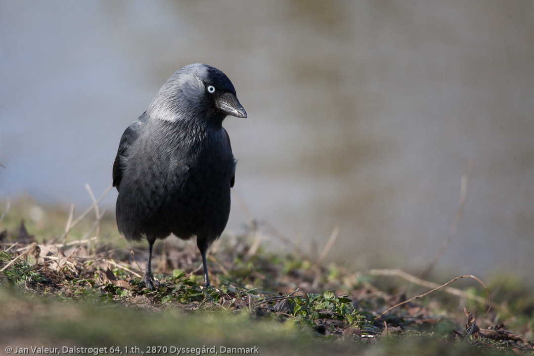 Allike (Corvus monedula)