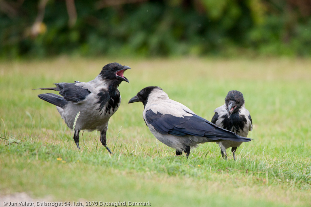 Tre gråkrager (Corvus cornix)