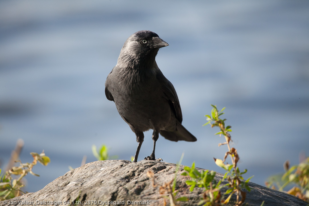Allike (Corvus monedula)