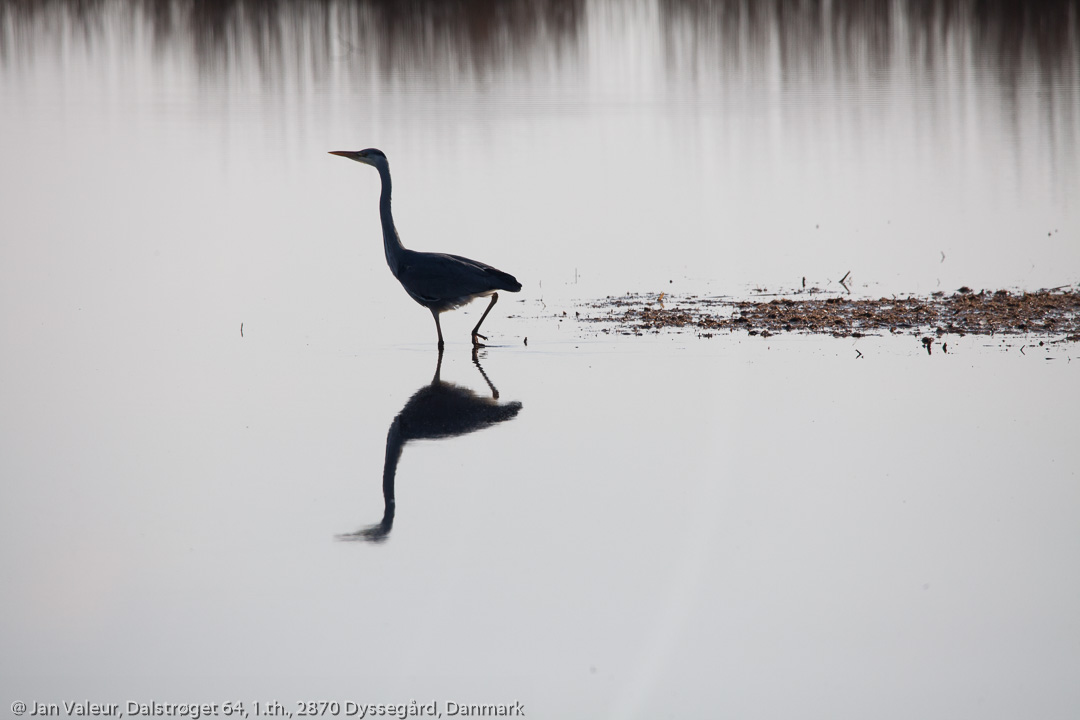 Fiskehejre (Ardea cinerea)