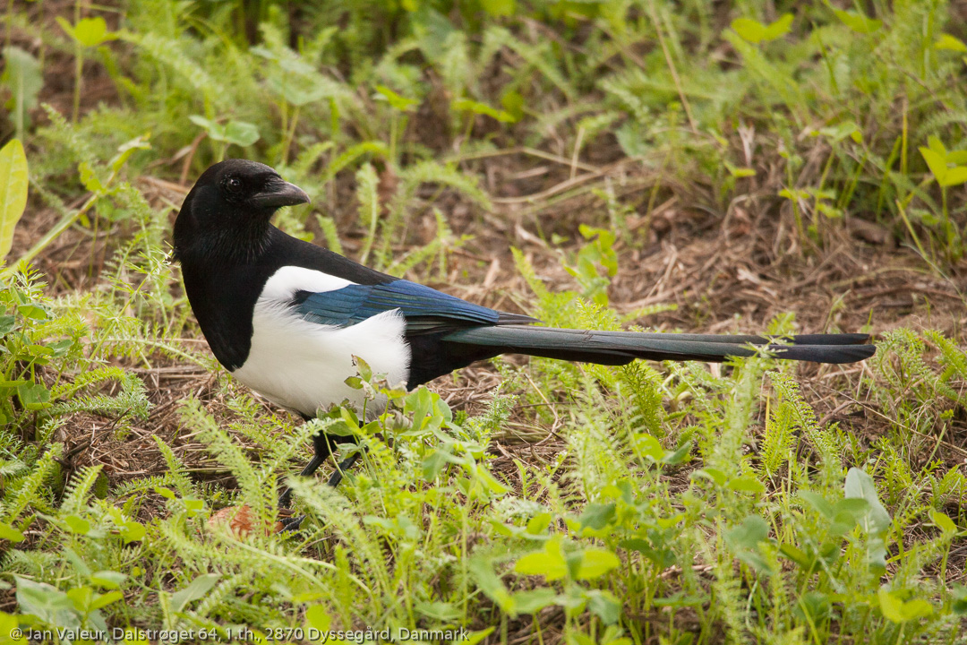 Husskade (Pica pica)