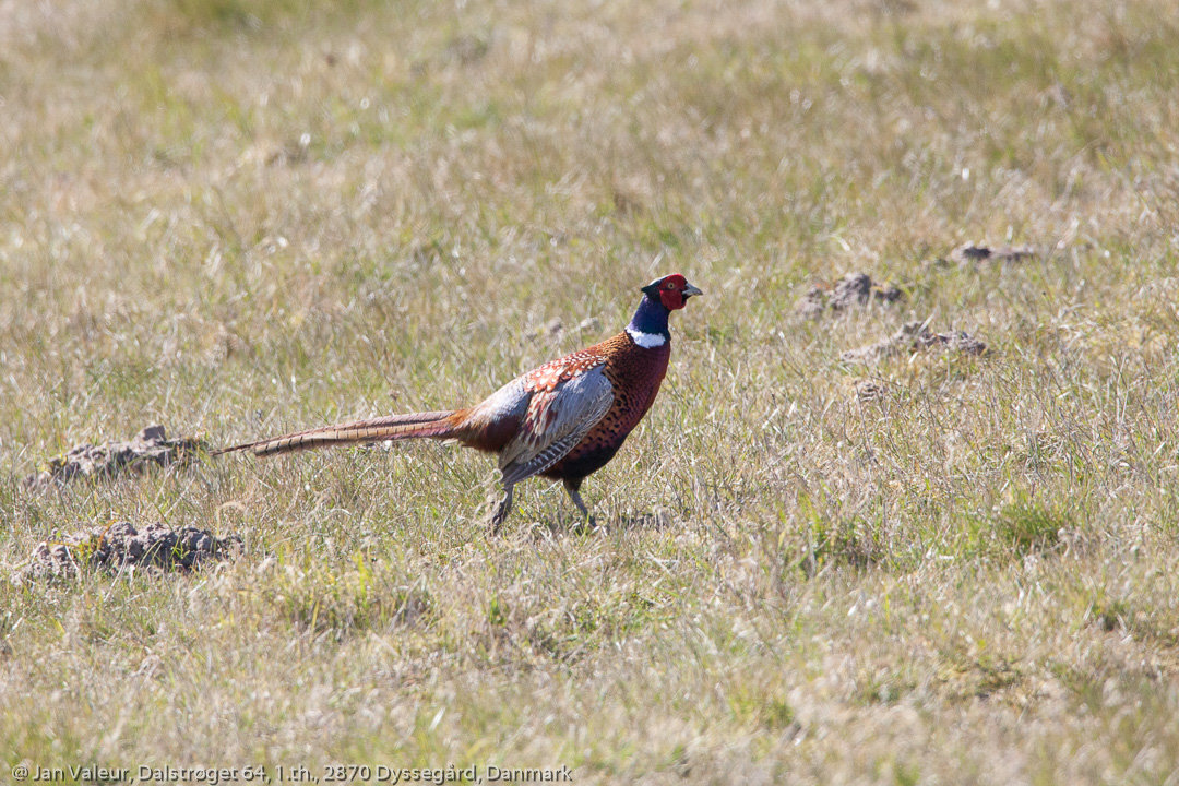 Fasan (Phasianus colchicus)